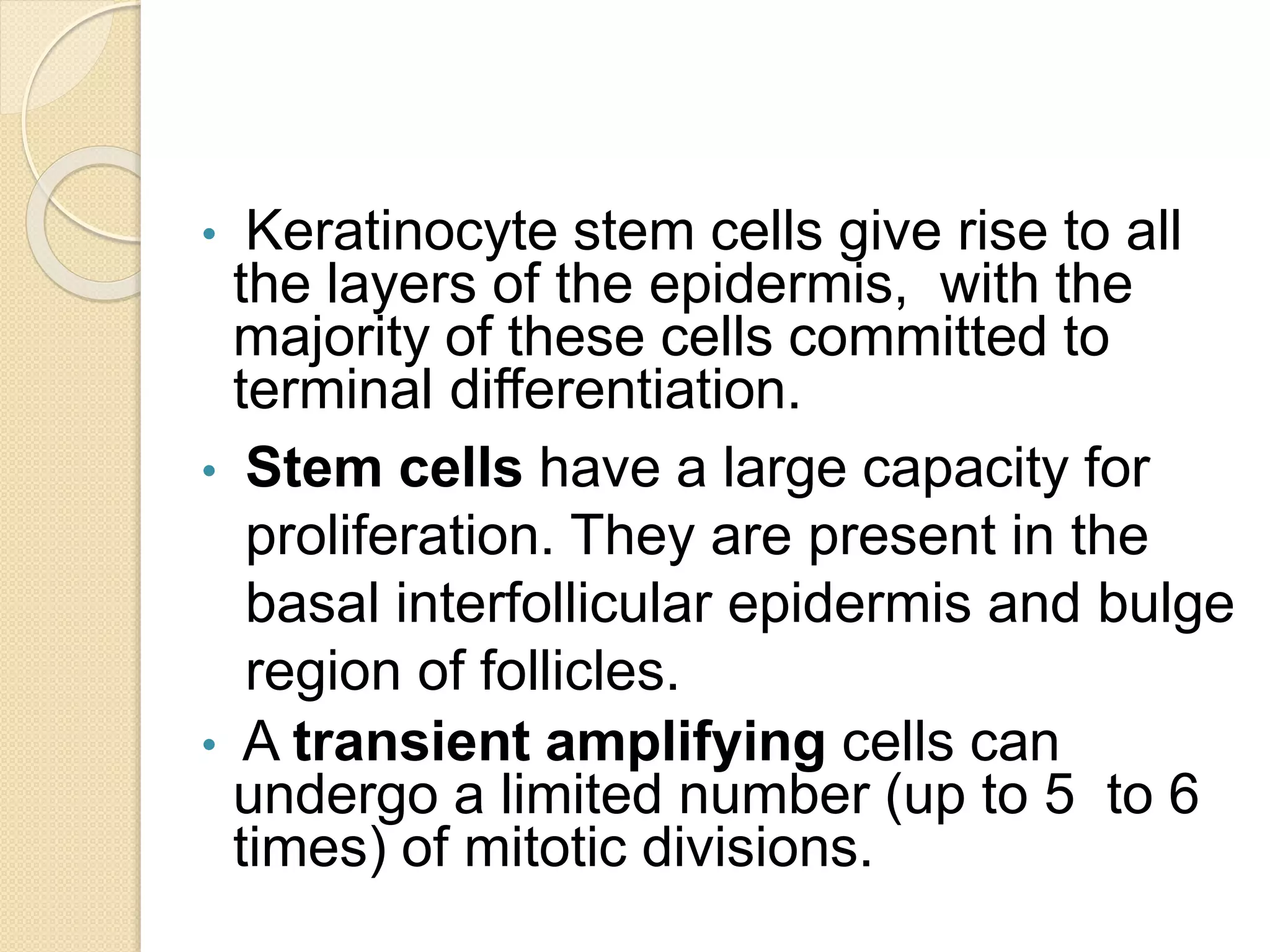 Epidermopoeisis - development of skin | PPTX