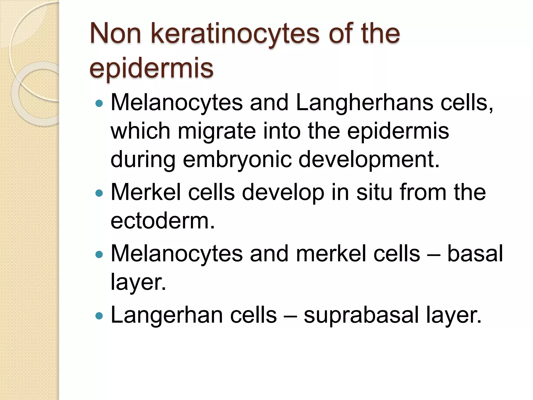 Epidermopoeisis - development of skin | PPTX