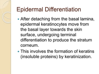 Epidermopoeisis - development of skin | PPTX