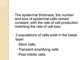 Epidermopoeisis - development of skin | PPTX
