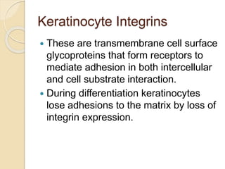 Epidermopoeisis - development of skin | PPTX