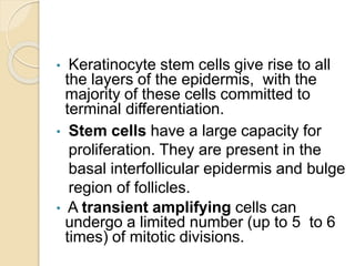 Epidermopoeisis - development of skin | PPTX