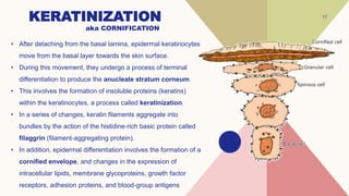 Epidermopoises | PPTX