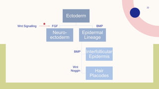 Epidermopoises | PPTX