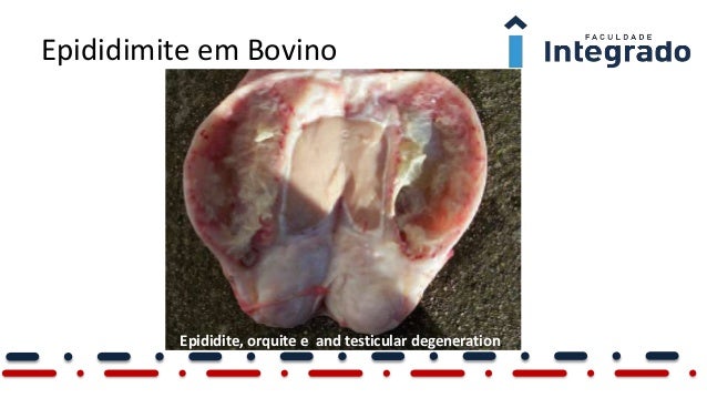 Epididimite em Animais Domésticos