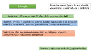Epididimitis y-orquitis-aguda-y-cronica (1) | PPTX