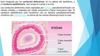 Epididimo | PPTX
