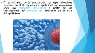Epididimo | PPTX