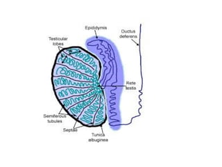 EPIDIDYMIS epididymis in medical surgical nursing | PPTX