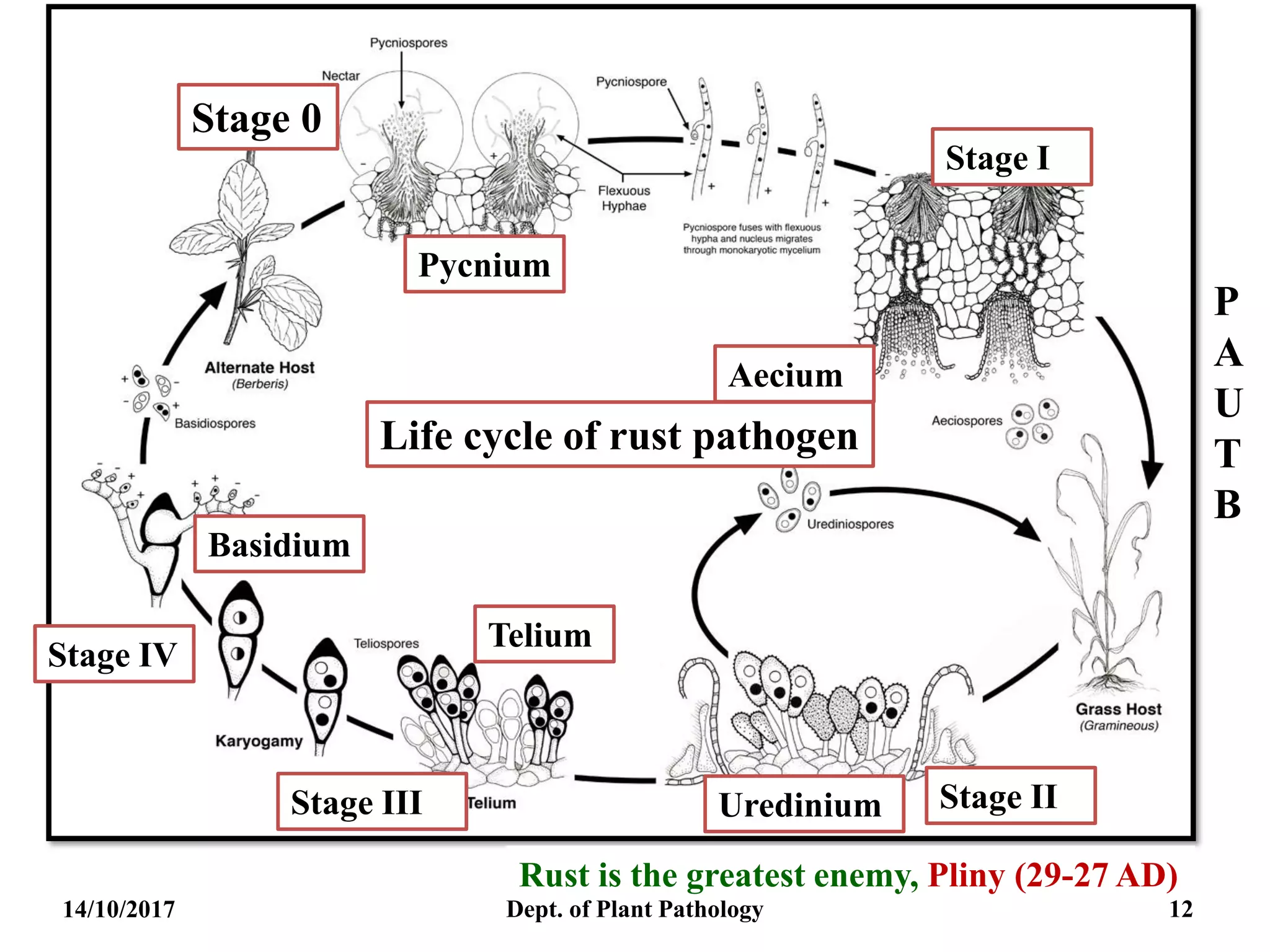 Epidimilogy and manegment of rust fungus | PDF