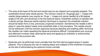 Epidural Anesthesia in Bovine | PPT