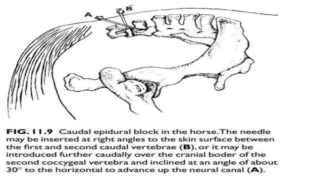 Epidural Anesthesia in Bovine | PPT | First Aid | Injuries