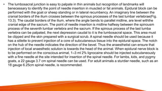 Epidural Anesthesia in Bovine | PPT