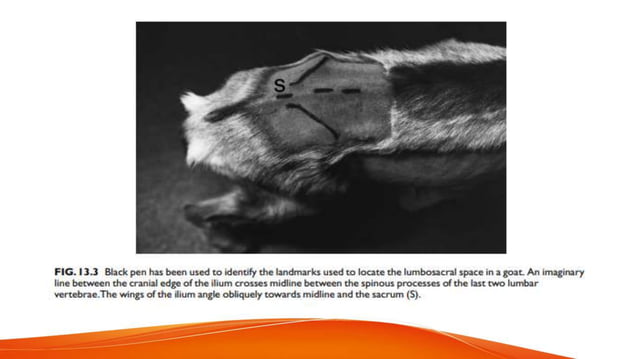 Epidural Anesthesia in Bovine | PPT | First Aid | Injuries