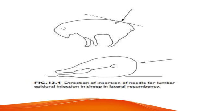 Epidural Anesthesia in Bovine | PPT | First Aid | Injuries