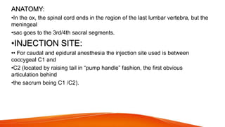 Epidural Anesthesia in Bovine | PPT