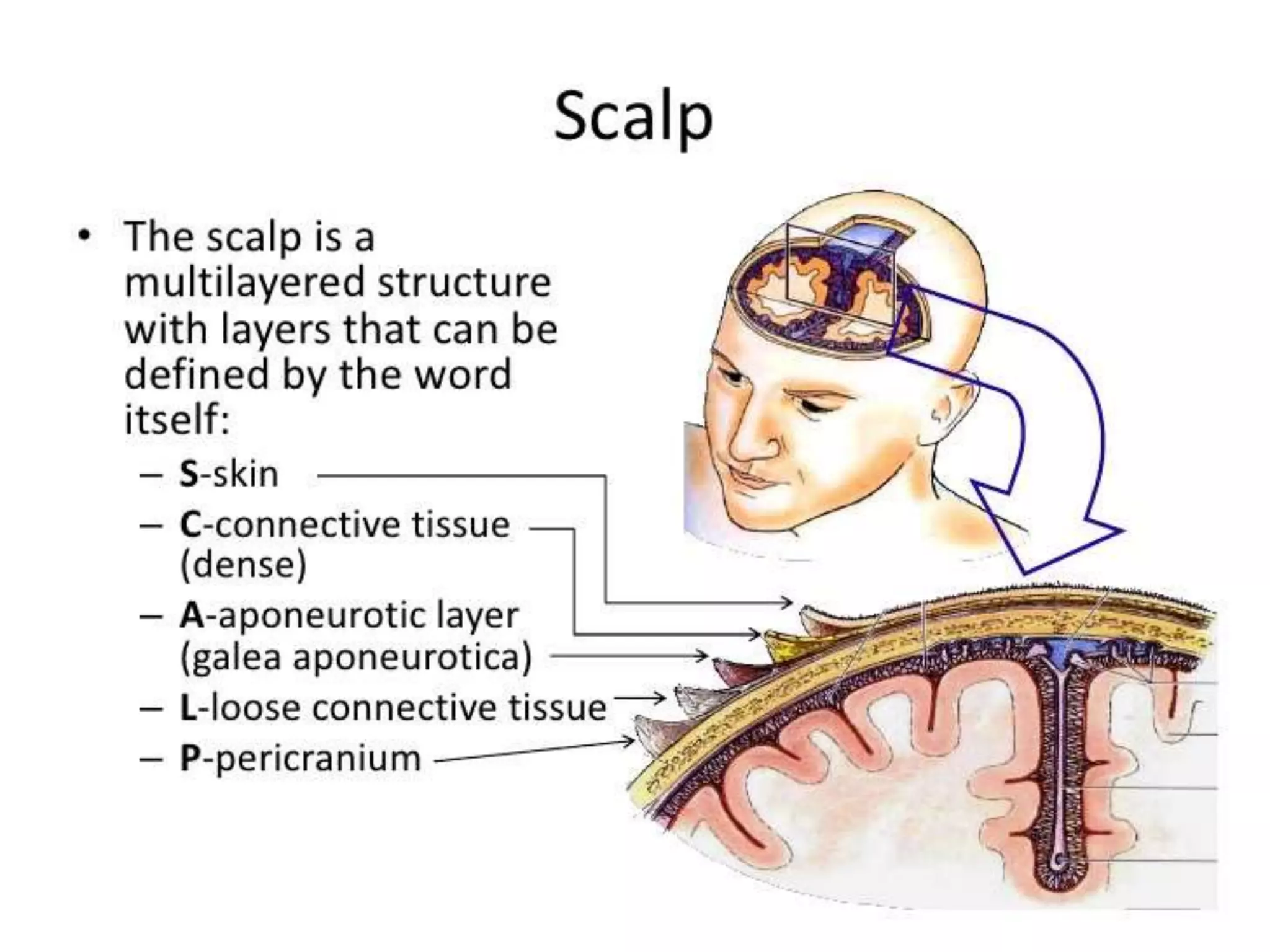 Epidural haematoma extradural haemorrhage | PPTX