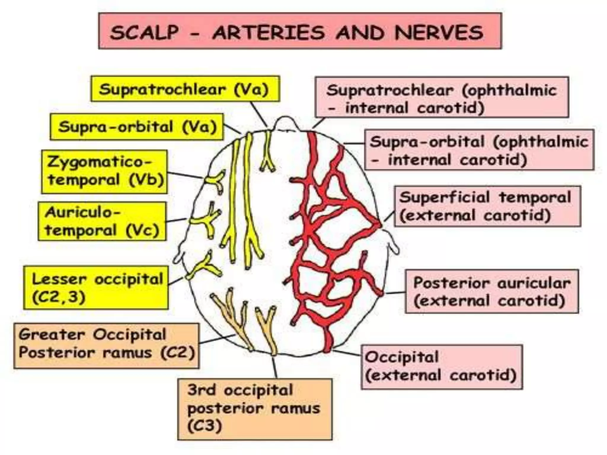 Epidural haematoma extradural haemorrhage | PPTX