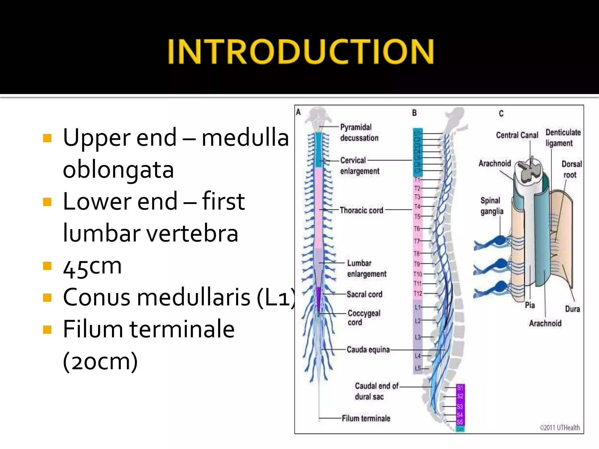 Epidural space and spinal meninges | PPTX