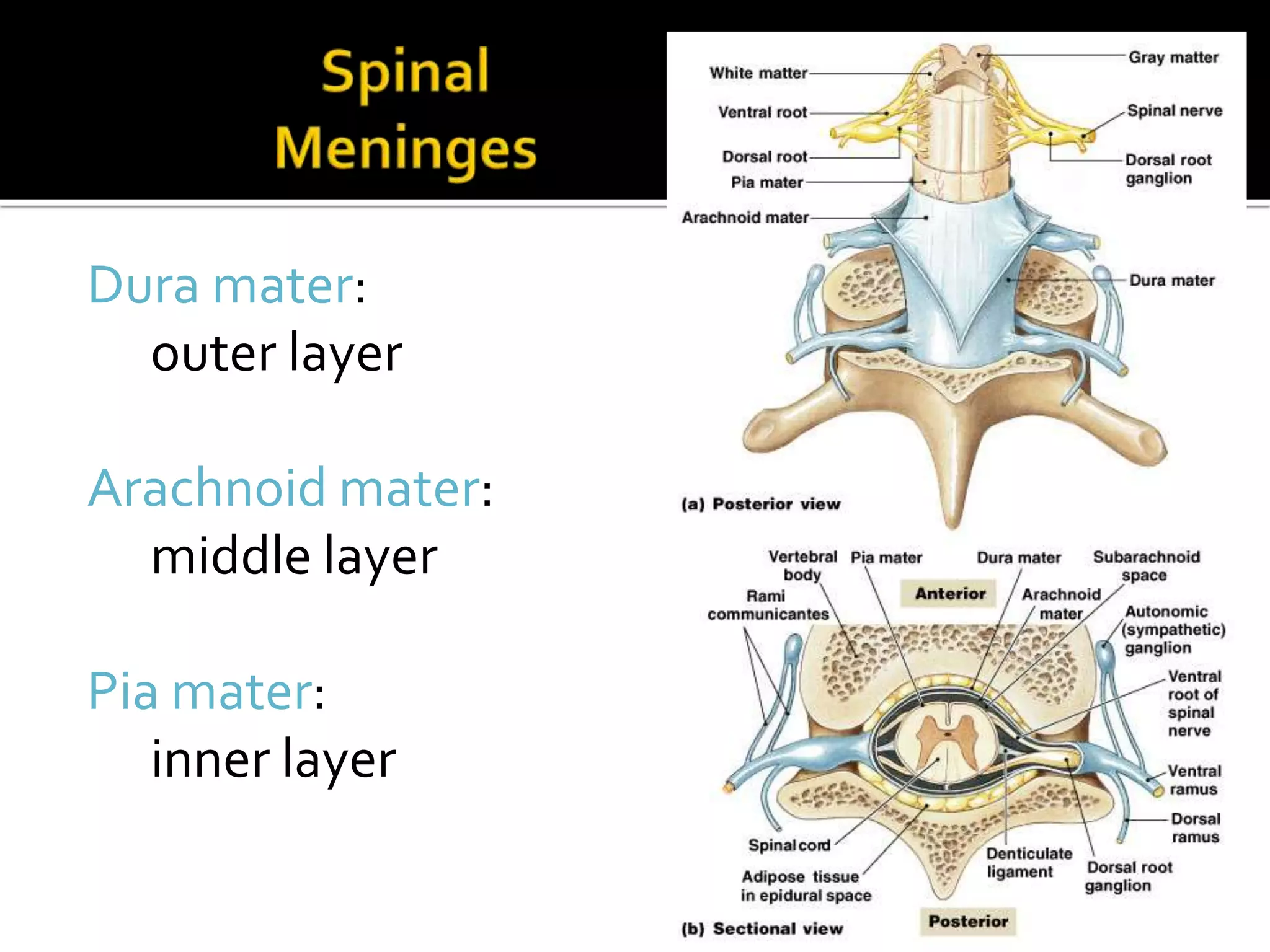 Epidural space and spinal meninges | PPTX