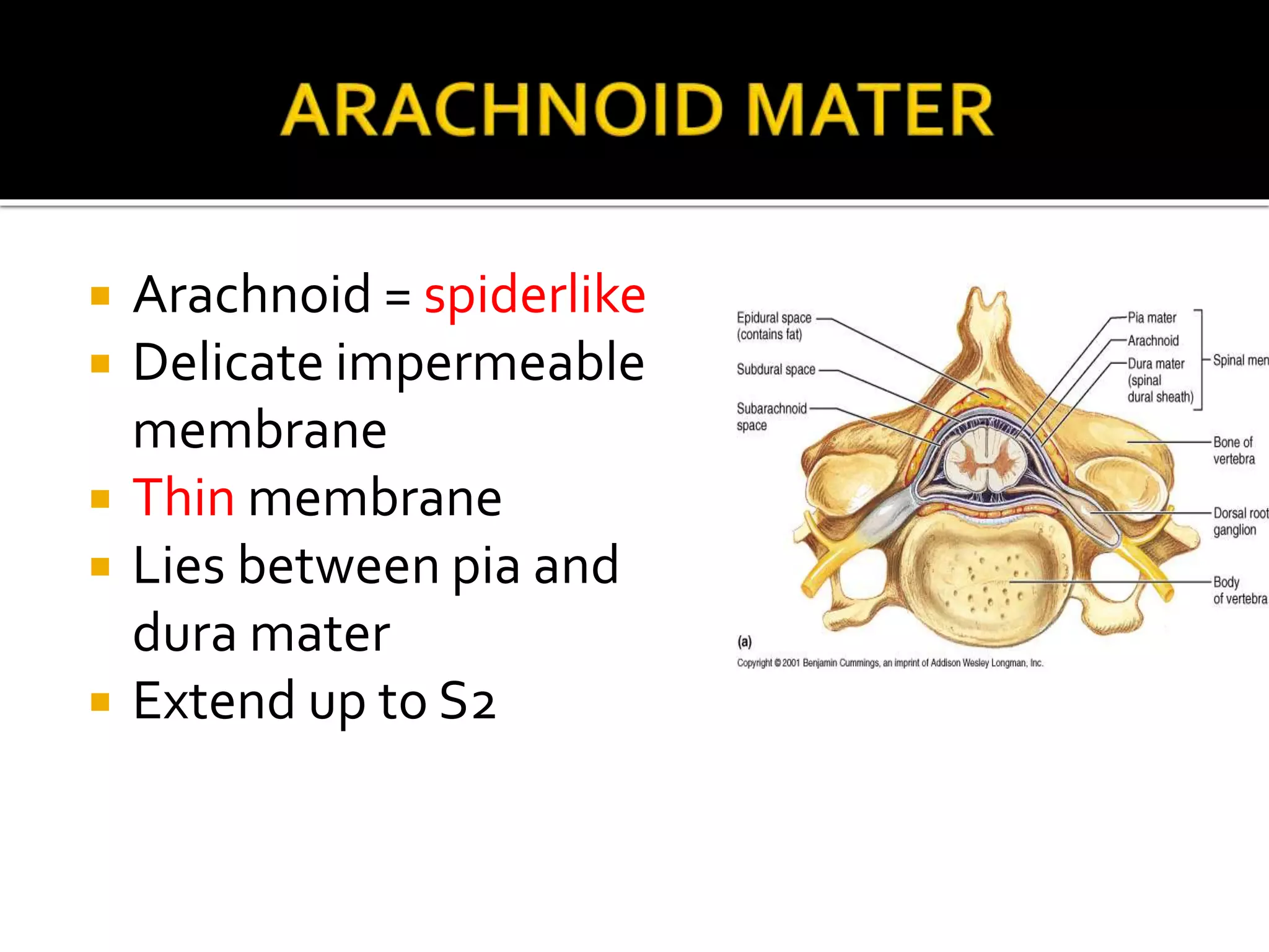 Epidural space and spinal meninges | PPTX