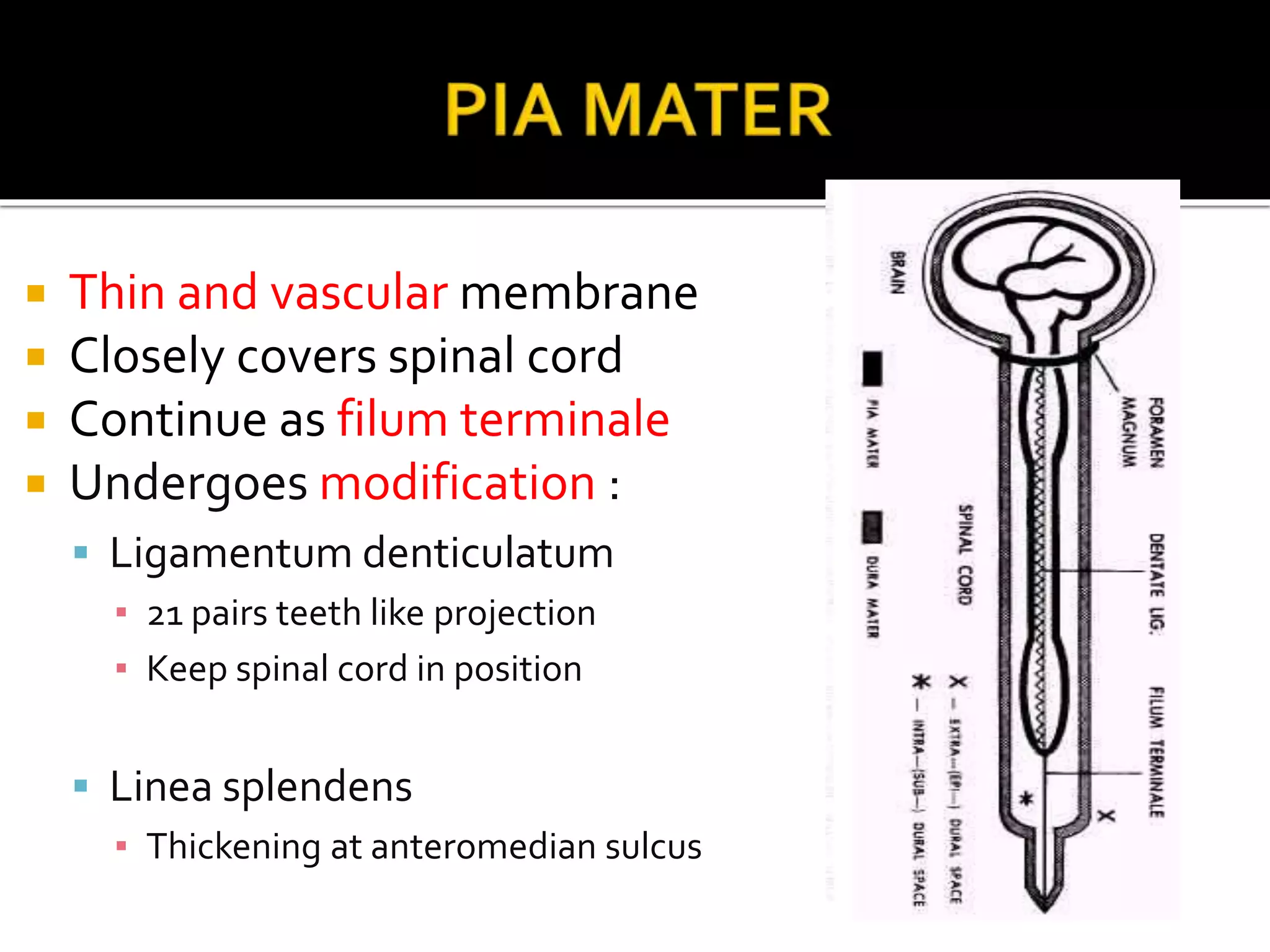 Epidural Space And Spinal Meninges Ppt