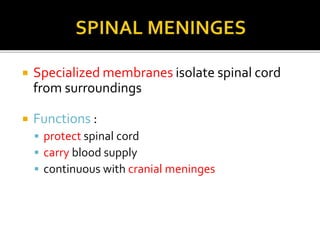 Epidural space and spinal meninges | PPTX