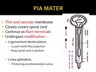 Epidural space and spinal meninges | PPTX
