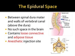 Epidural space and spinal meninges | PPTX