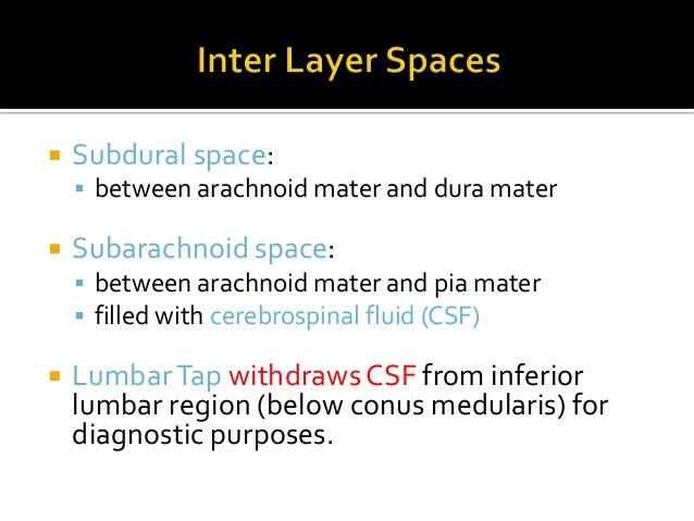 Epidural space and spinal meninges