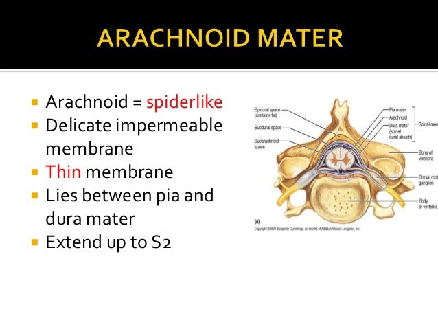 Epidural space and spinal meninges
