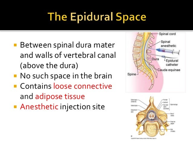 Epidural space and spinal meninges