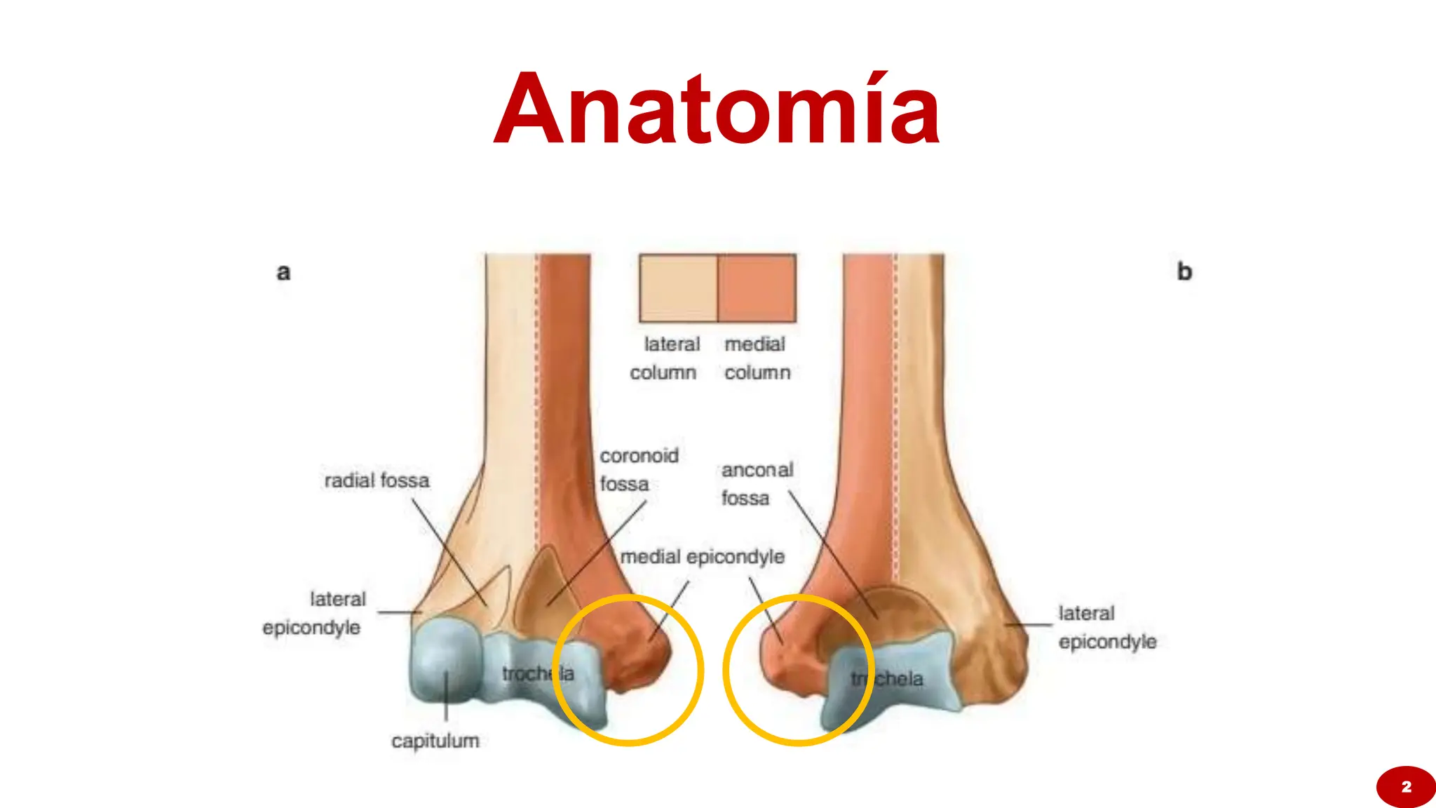 epífisis distal de humero distal revicion.ppt