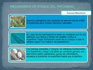 Epifitiologia | PPTX