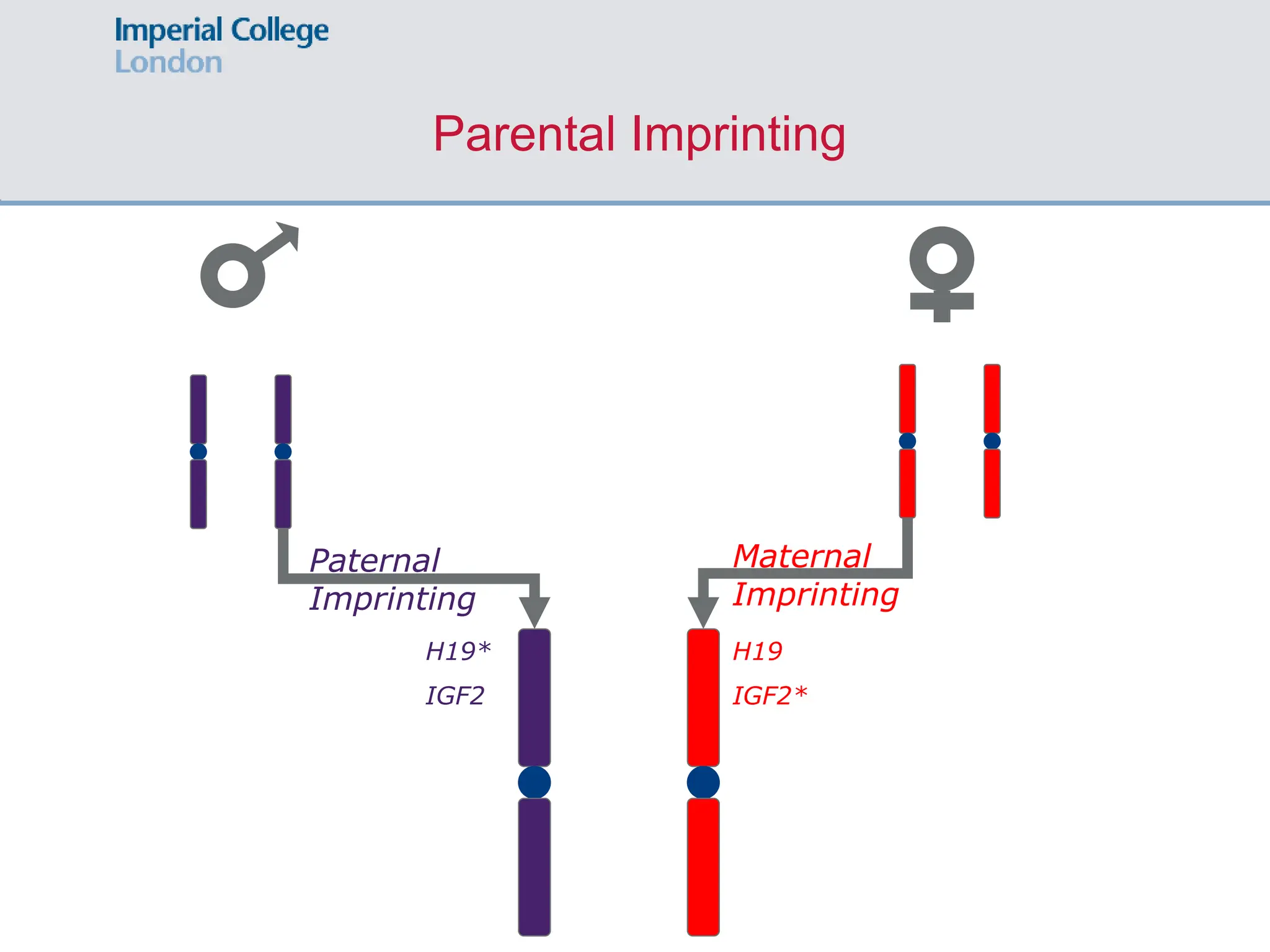 Epigenetic Mechanisms and Gene-environment interaction the role of ...