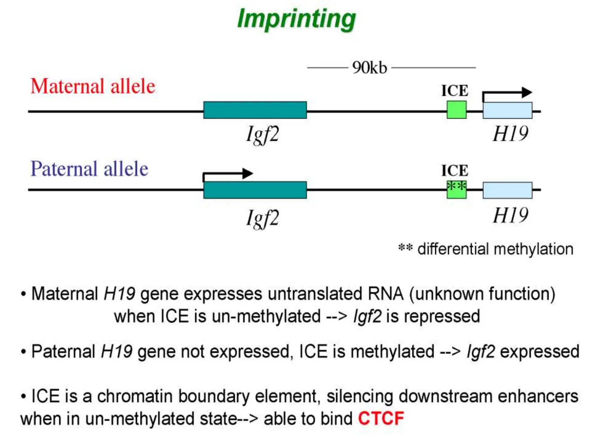 Epigenetic Mechanisms and Gene-environment interaction the role of ...