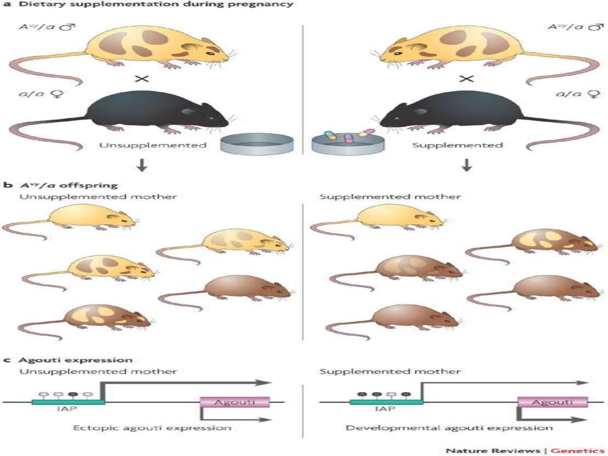 Epigenetic Mechanisms and Gene-environment interaction the role of ...