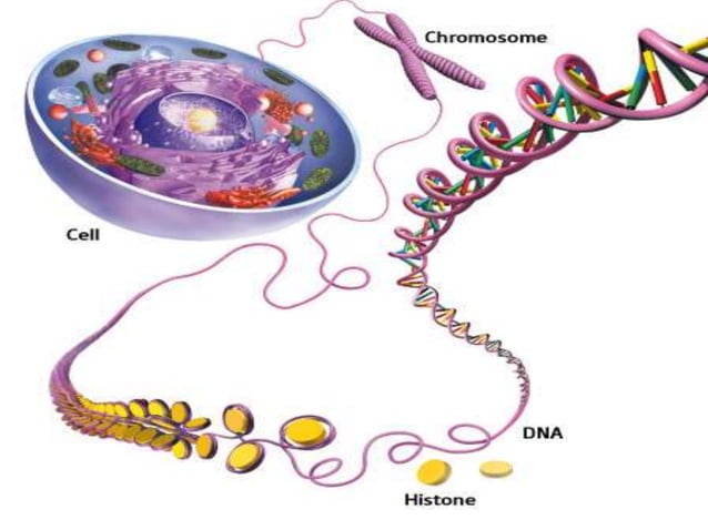 Epigenetic Mechanisms and Gene-environment interaction the role of ...