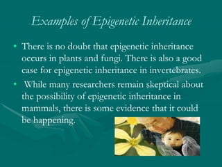 what is Epigenetics and It's Functionality | PPT