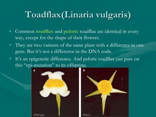 what is Epigenetics and It's Functionality | PPT