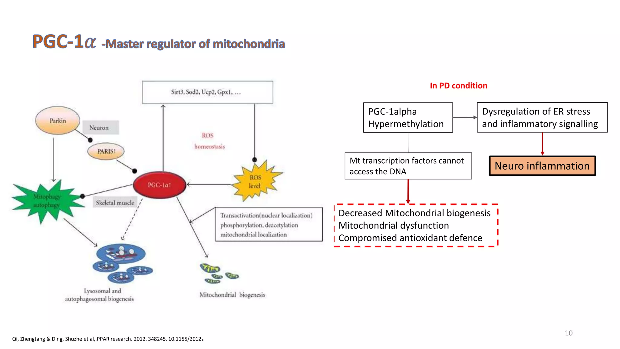 Epigenetic mechanisms in Parkinsons disease | PPTX