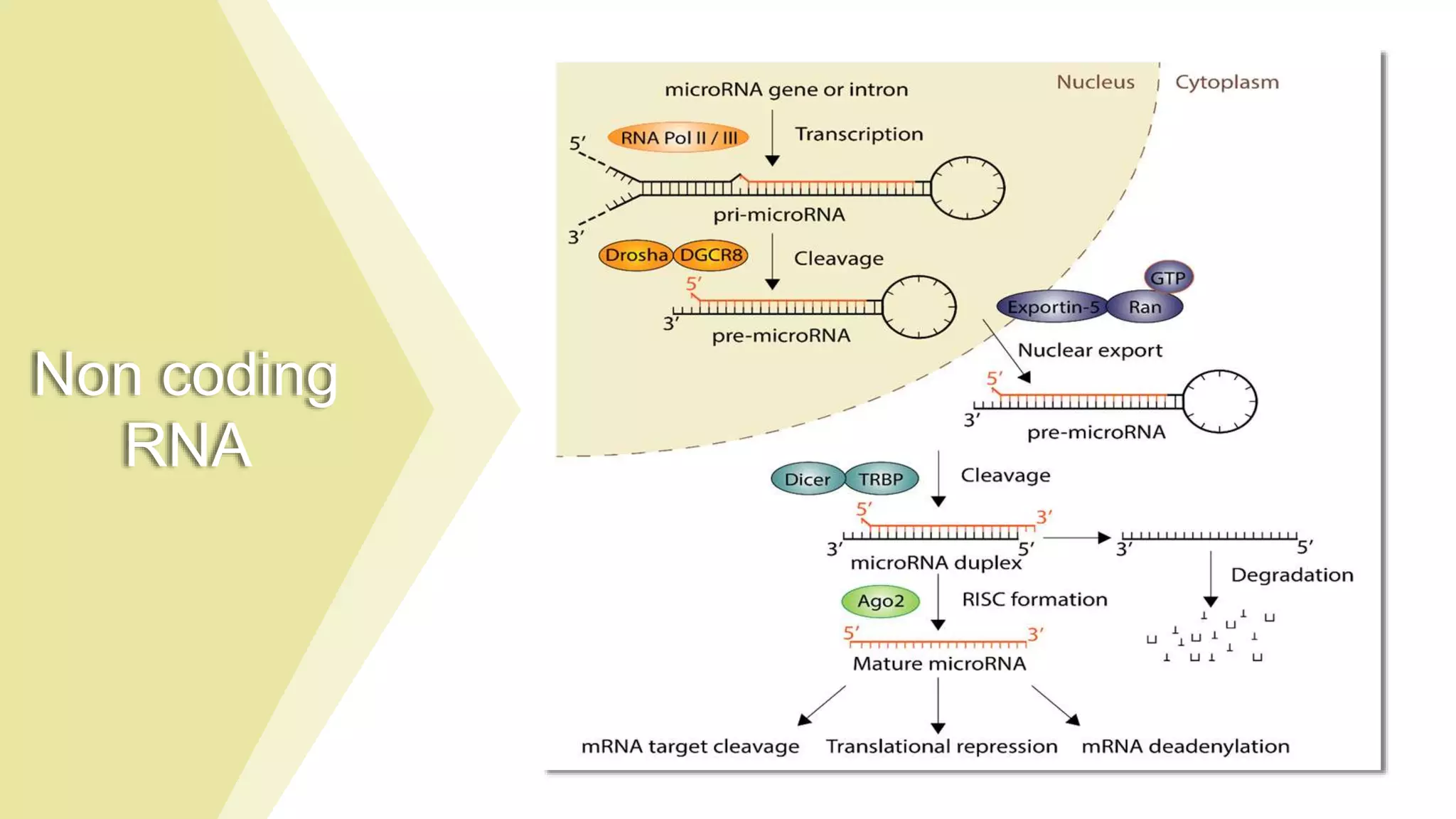 Epigenetic Mechanisms involved in Depression.pptx