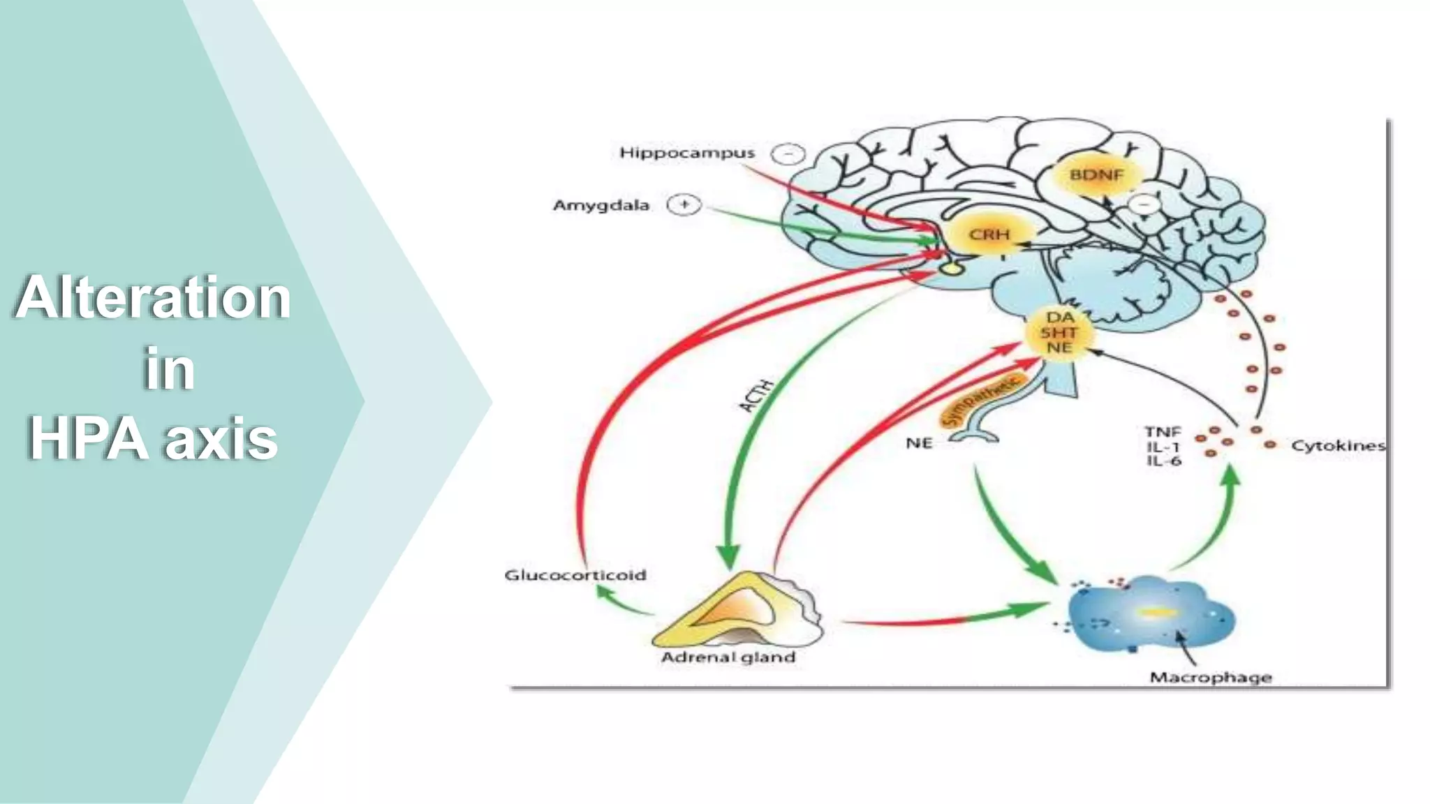 Epigenetic Mechanisms involved in Depression.pptx