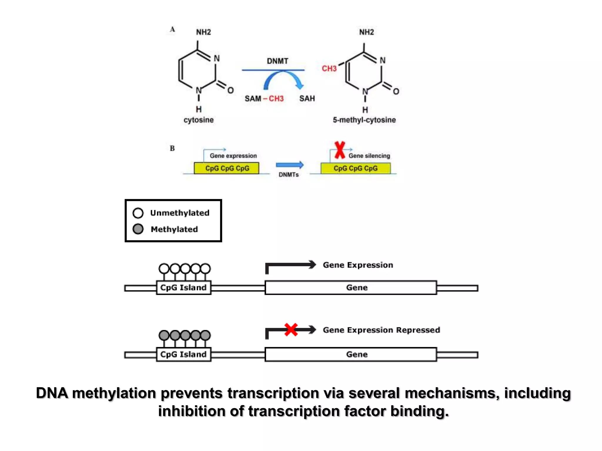Epigenetics- Transcription regulation of gene expression | PPTX