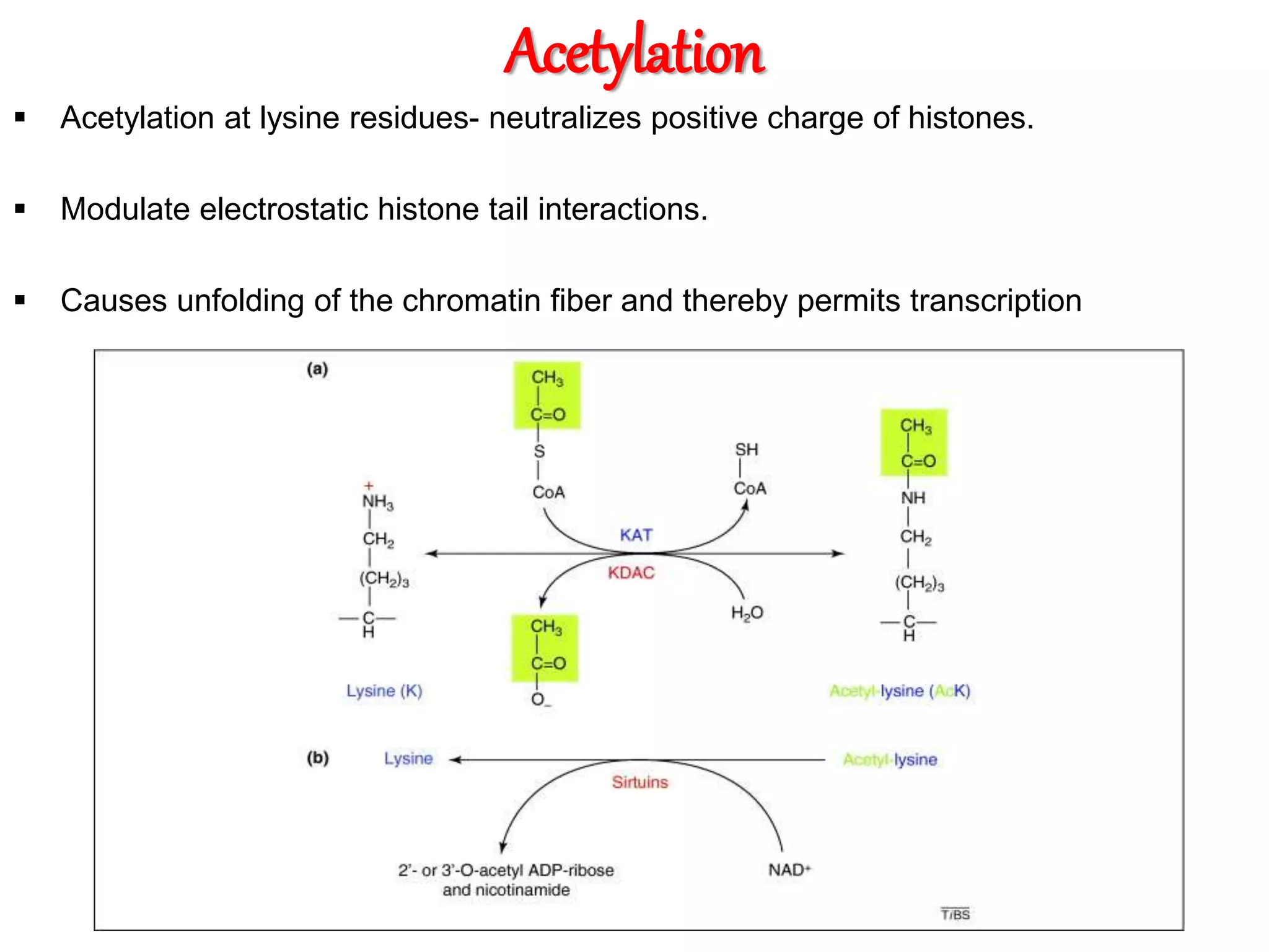 Epigenetics- Transcription regulation of gene expression | PPTX
