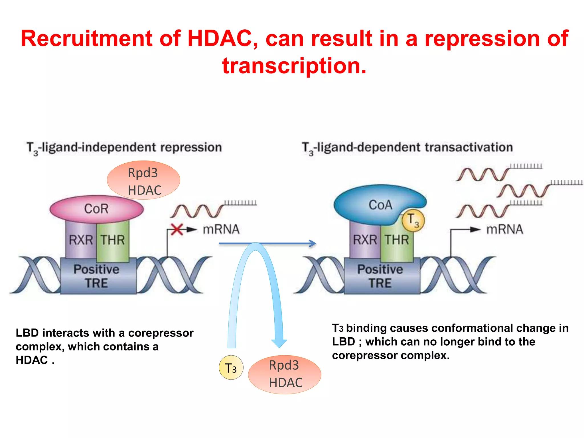 Epigenetics- Transcription regulation of gene expression | PPTX