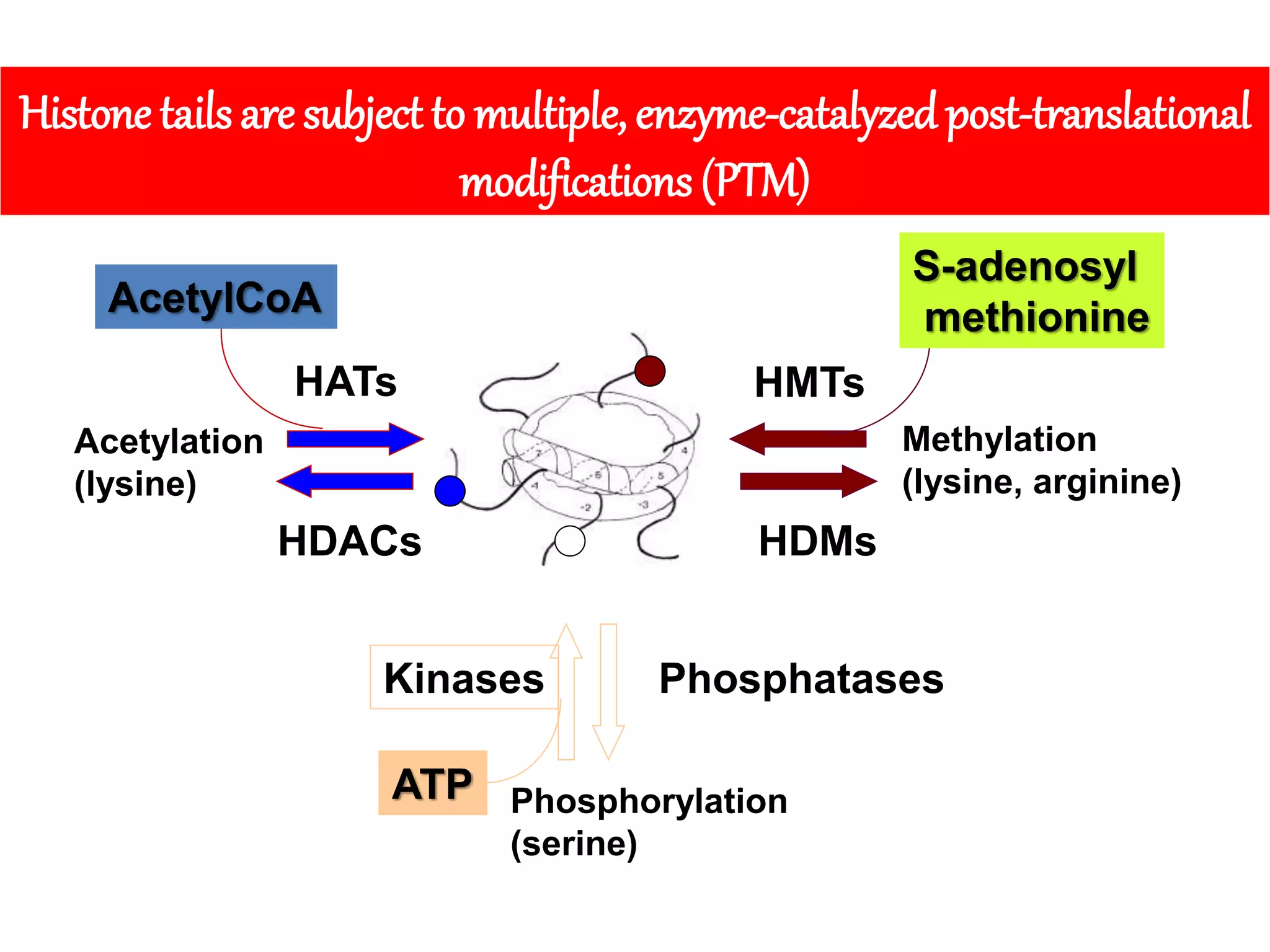 Epigenetics- Transcription regulation of gene expression | PPTX