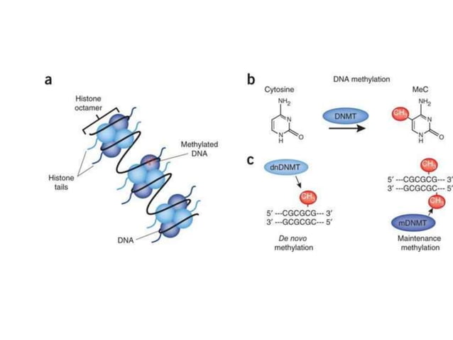 Epigenetics- Transcription regulation of gene expression | PPTX