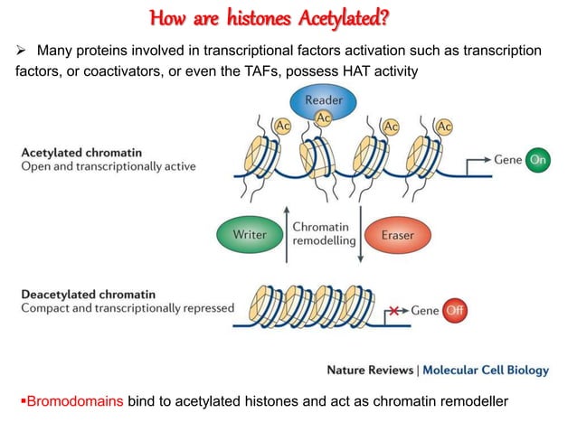 Epigenetics- Transcription regulation of gene expression | PPTX
