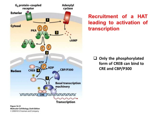 Epigenetics- Transcription regulation of gene expression | PPTX